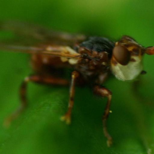 Myopa Insect Identification Guide, Habitat & Facts