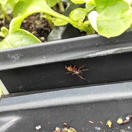 Myrmarachne Formicaria Insect Identification Guide, Habitat & Facts