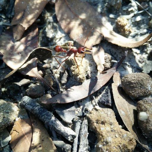 Gulosa-Group Bull Ants (Myrmecia Gulosa) Insect Identification Guide ...