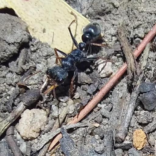 Pilosula-Group Bull Ants (Myrmecia Pilosula) Insect Identification ...