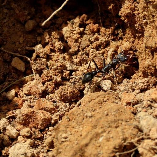 Inch Ant (Myrmecia Pyriformis) Insect Identification Guide, Habitat & Facts