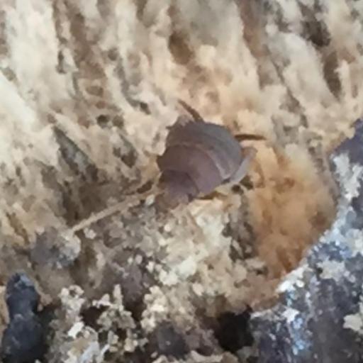 Myrmecophilus Insect Identification Guide, Habitat & Facts