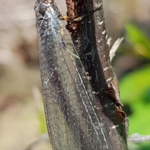 Ant-lion (Myrmeleon Formicarius) Insect Identification Guide, Habitat ...