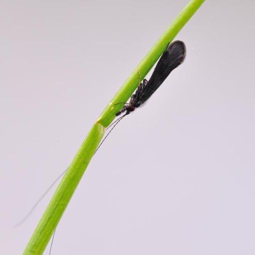 Mystacides Azureus Insect Identification Guide, Habitat & Facts