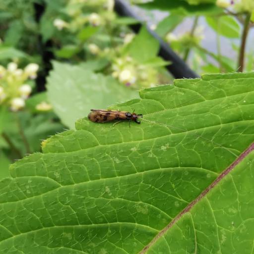 Grousewing Caddisfly (Mystacides Longicornis) Insect Identification ...