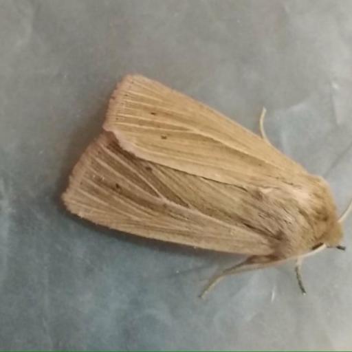 Smoky Wainscot (Mythimna Impura) Insect Identification Guide, Habitat ...