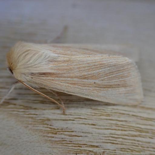 Baphomet Moth (Creatonotos Gangis) Insect Identification Guide, Habitat ...