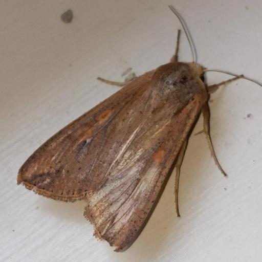 White-Speck Moth (Mythimna Unipuncta) Insect Identification Guide ...