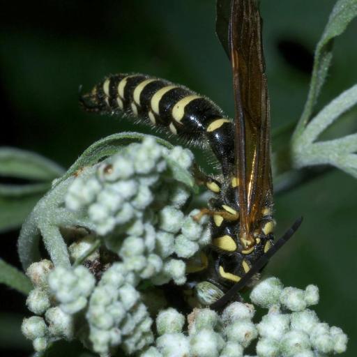 New World Banded Thynnid Wasps (Myzinum) Insect Identification Guide ...