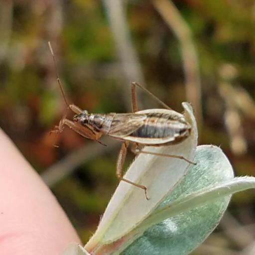 Broad Damsel Bug (Nabis Flavomarginatus) Insect Identification Guide ...