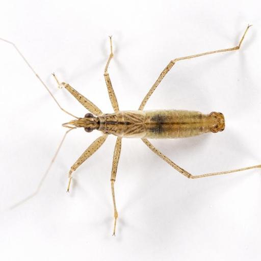 Marsh Damsel Bug (Nabis Limbatus) Insect Identification Guide, Habitat ...