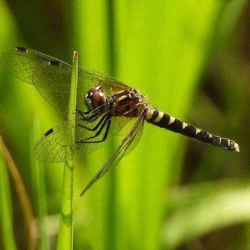 Elfin Skimmer (Nannothemis Bella) Insect Identification Guide, Habitat ...