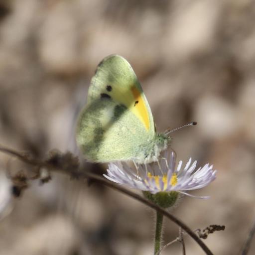 Dainty Sulphur (Nathalis Iole) Insect Identification Guide, Habitat & Facts