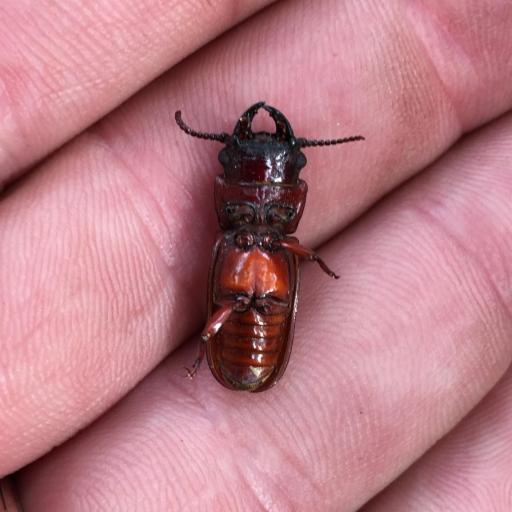 Pole Borer (Neandra Brunnea) Insect Identification Guide, Habitat & Facts