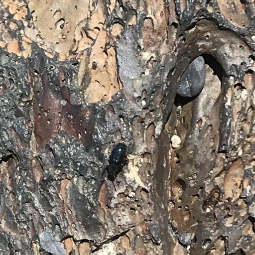 Red-Legged Ham Beetle (Necrobia Rufipes) Insect Identification Guide ...