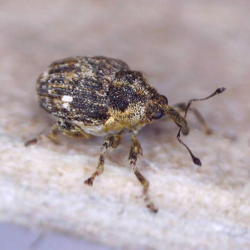 Small Nettle Weevil (Nedyus Quadrimaculatus) Insect Identification ...