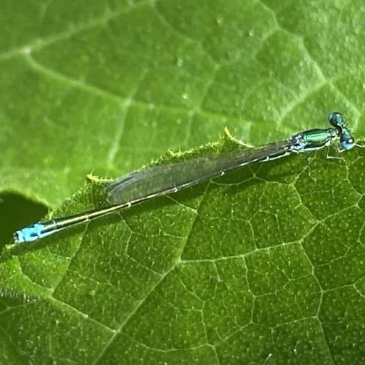 Sedge Sprite (Nehalennia Irene) Insect Identification Guide, Habitat ...