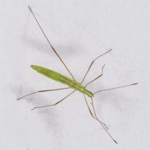 Straw Stiltbug (Neides Tipularius) Insect Identification Guide, Habitat ...