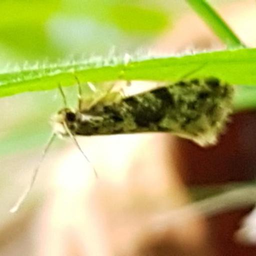 European Grain Moth (Nemapogon Granella) Insect Identification Guide ...