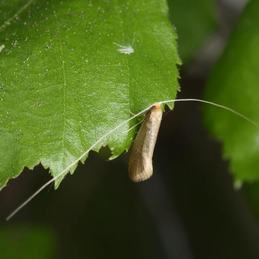 Baphomet Moth (Creatonotos Gangis) Insect Identification Guide, Habitat ...