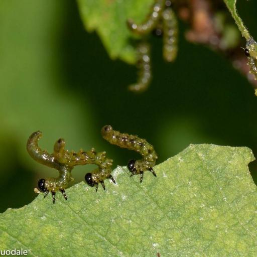 Willow Sawflies (Nematus) Insect Identification Guide, Habitat & Facts