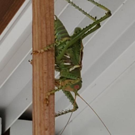 Neobarrettia Insect Identification Guide, Habitat & Facts