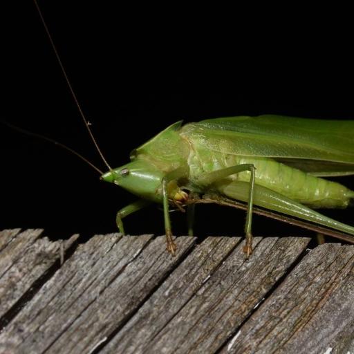 Round-Tipped Conehead (Neoconocephalus Retusus) Insect Identification ...