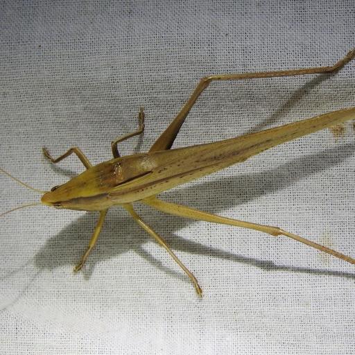 Broad-Tipped Conehead (Neoconocephalus Triops) Insect Identification ...