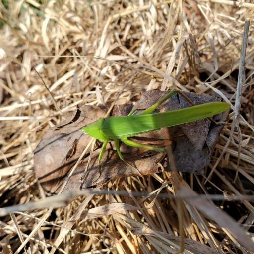 Common Coneheads (Neoconocephalus) Insect Identification Guide, Habitat ...