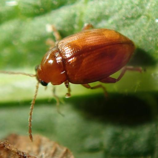 Wheat Flea Beetle (Neocrepidodera Ferruginea) Insect Identification ...