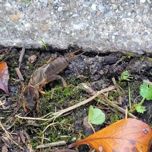 Northern Mole Cricket (Neocurtilla Hexadactyla) Insect Identification ...