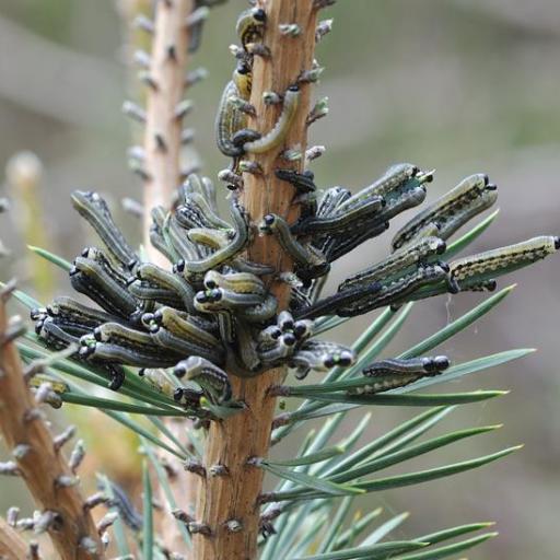 European Pine Sawfly (Neodiprion Sertifer) Insect Identification Guide ...