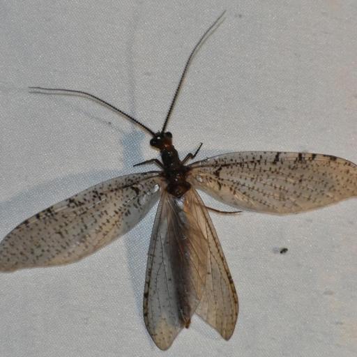 Neohermes Concolor Insect Identification Guide, Habitat & Facts