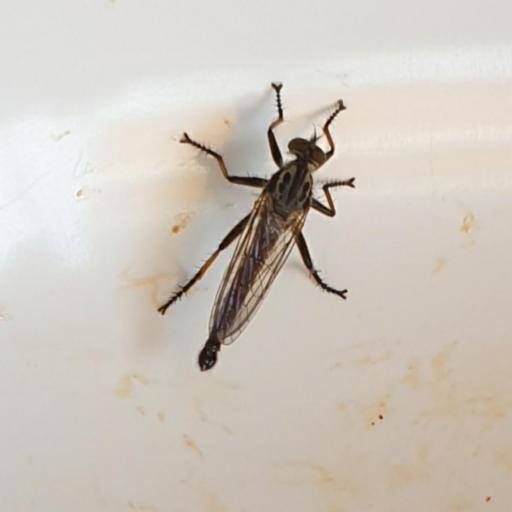 Common Awl Robber Fly (Neoitamus Cyanurus) Insect Identification Guide ...