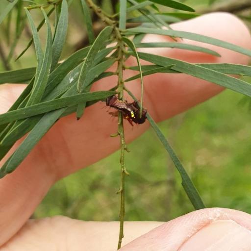 Neola Semiaurata Insect Identification Guide, Habitat & Facts