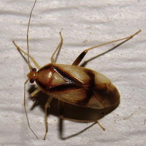 Long-Tailed Giant Ichneumonid Wasp (Megarhyssa Macrura) Insect ...