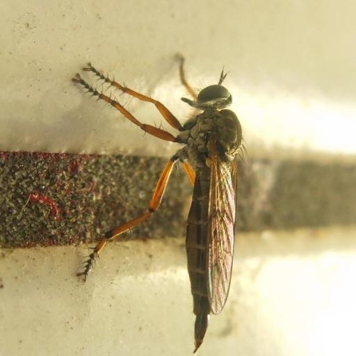 Devon Red-Legged Robber Fly (Neomochtherus Pallipes) Insect ...