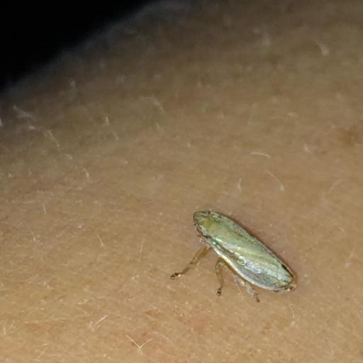 Lined Spittlebug (Neophilaenus Lineatus) Insect Identification Guide ...