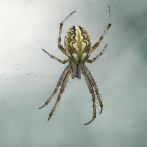 Bordered Orbweaver (Neoscona Adianta) Insect Identification Guide ...