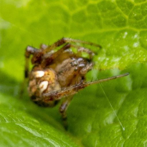 Arabesque Orbweaver (Neoscona Arabesca) Insect Identification Guide ...