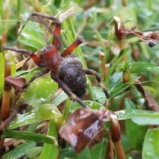 Spotted Orbweaver (Neoscona Crucifera) Insect Identification Guide ...