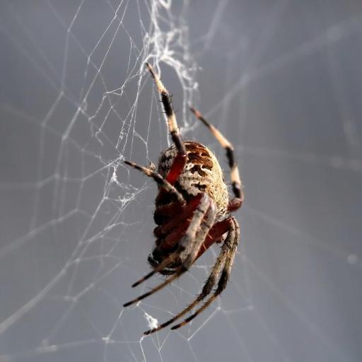 Red-femured Spotted Orbweaver (Neoscona Domiciliorum) Insect ...