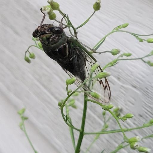 Davis's Southeastern Dog-Day Cicada (Neotibicen Davisi) Insect ...