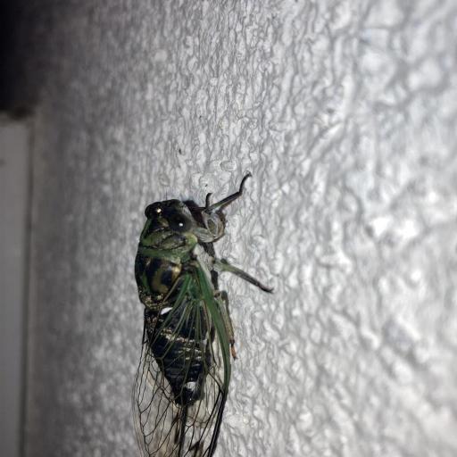 Linne's Cicada (Neotibicen Linnei) Insect Identification Guide, Habitat ...