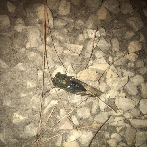 Scissor Grinder (Neotibicen Pruinosus) Insect Identification Guide ...