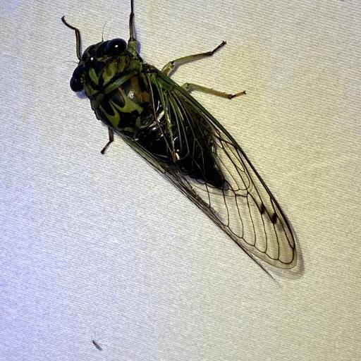 Leopard Slug (Limax Maximus) Insect Identification Guide, Habitat & Facts