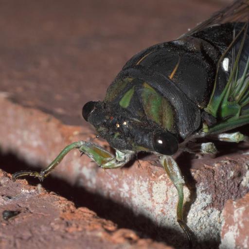 Swamp Cicada (Neotibicen Tibicen) Insect Identification Guide, Habitat ...