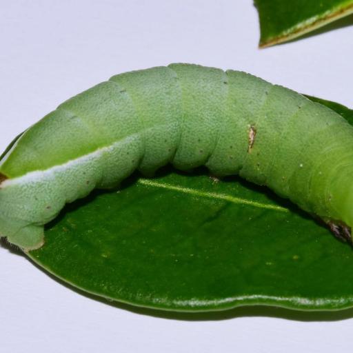 Nephele Insect Identification Guide, Habitat & Facts