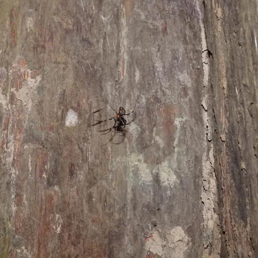 True Cochineal Bug (Dactylopius Coccus) Insect Identification Guide ...