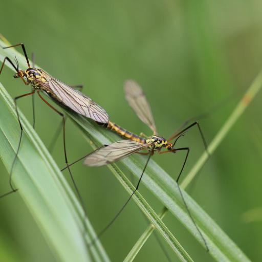 Spotted Cranefly (Nephrotoma Appendiculata) Insect Identification Guide ...